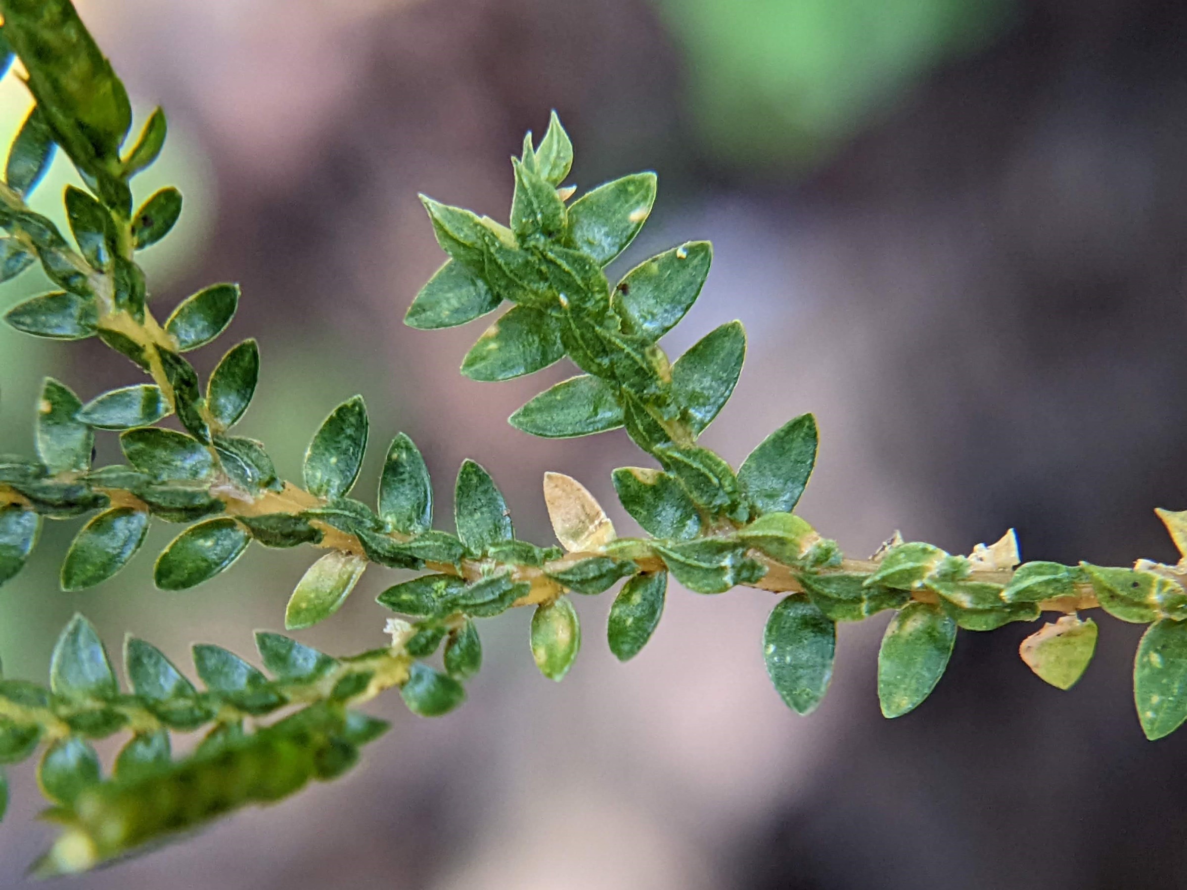 Selaginella lingulata | Ferns and Lycophytes of the World