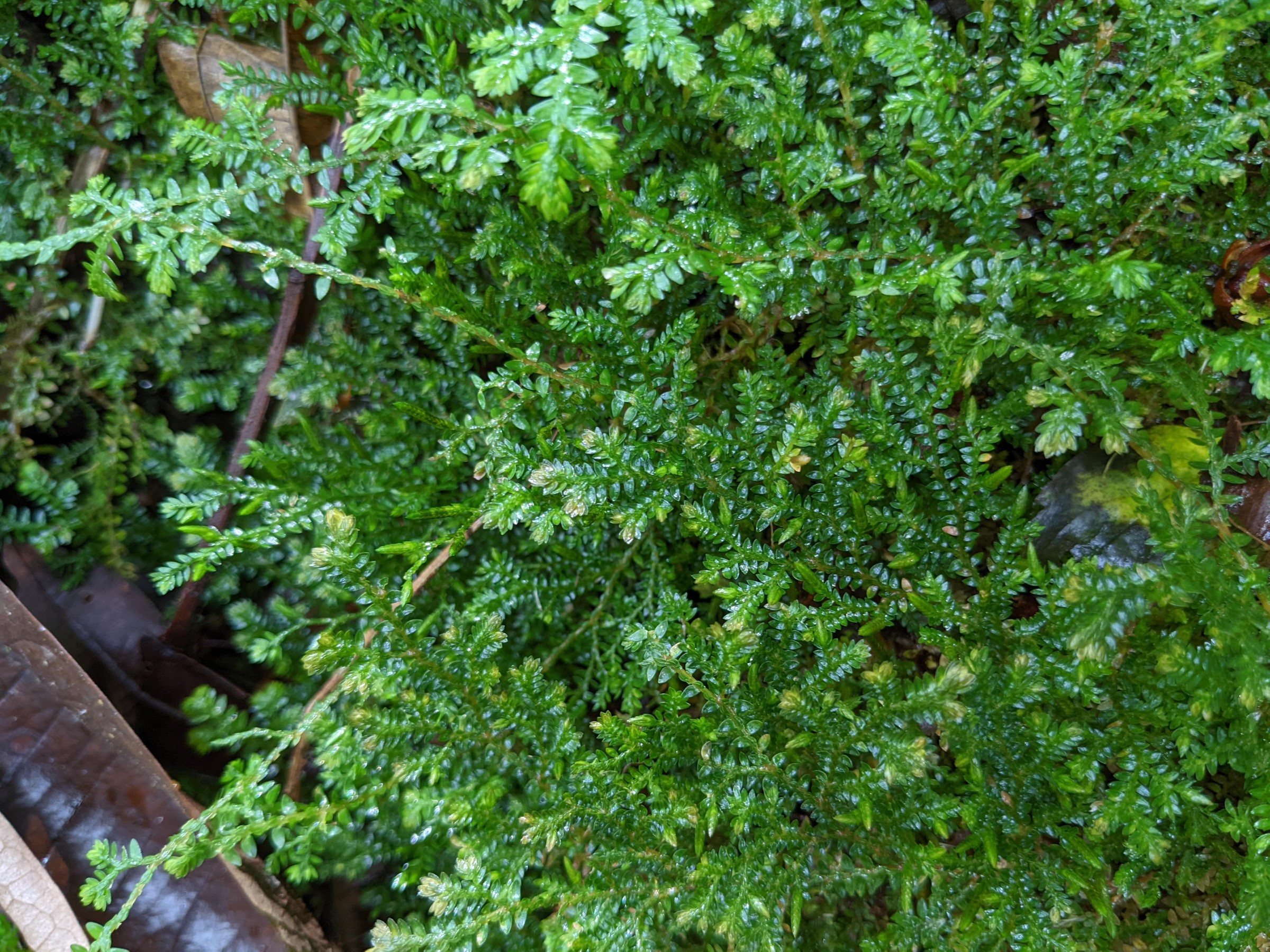 Selaginella lingulata | Ferns and Lycophytes of the World