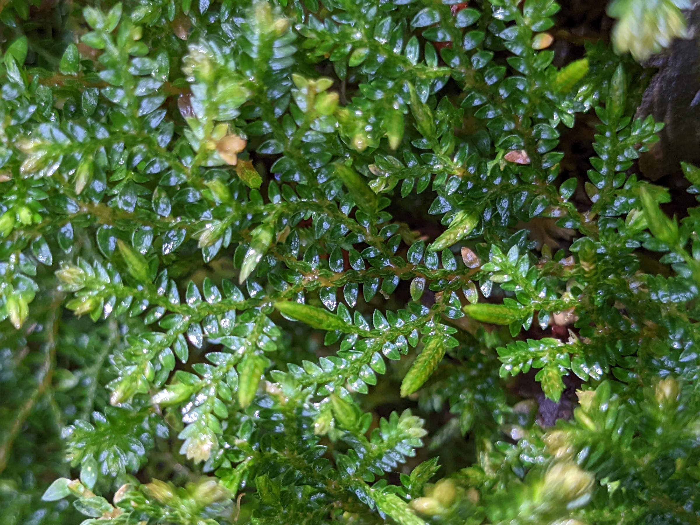 Selaginella Labeled