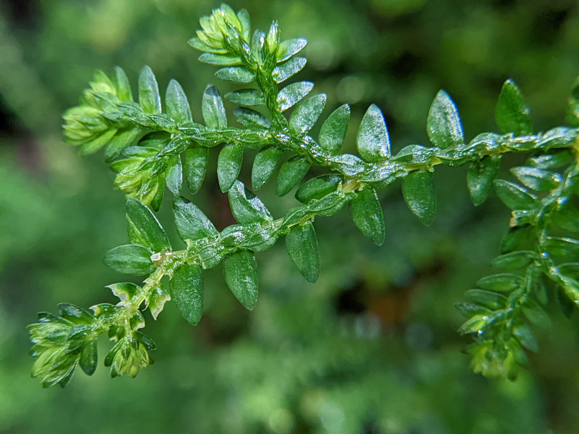 Selaginella lingulata | Ferns and Lycophytes of the World