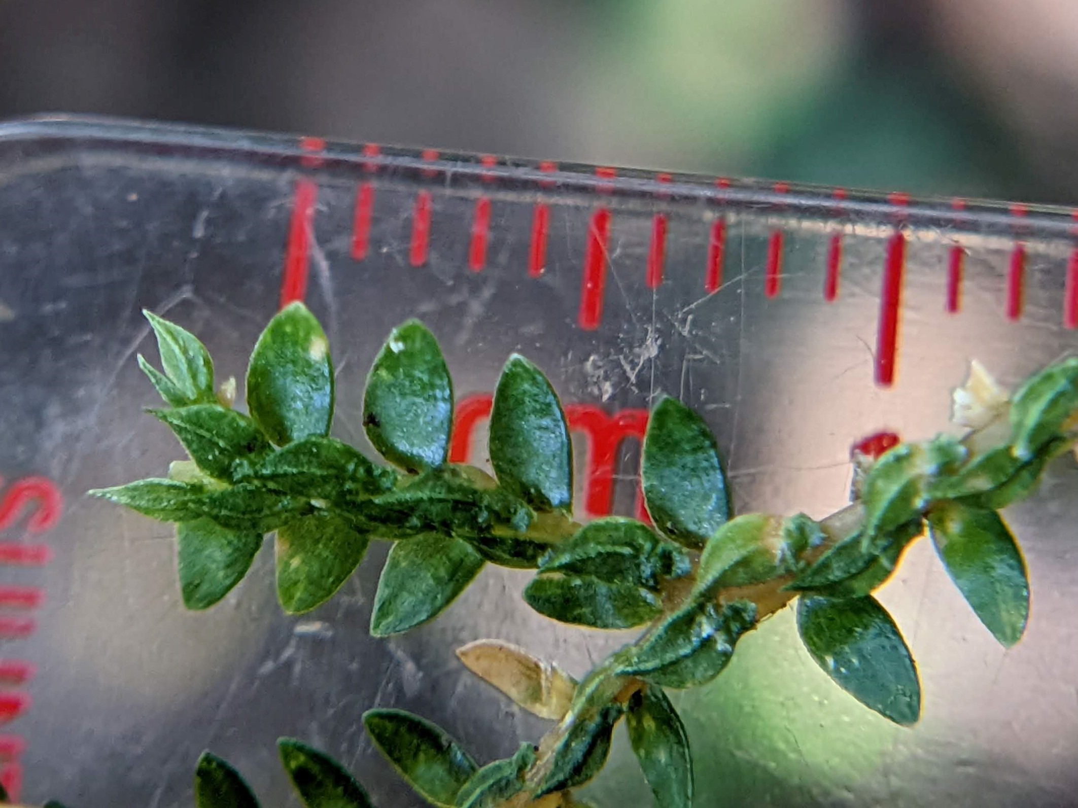 Selaginella lingulata | Ferns and Lycophytes of the World