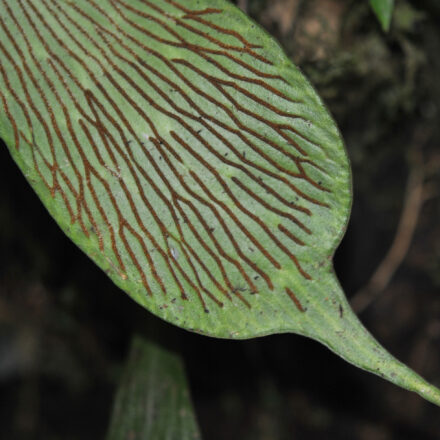 Antrophyum semicostatum | Ferns and Lycophytes of the World
