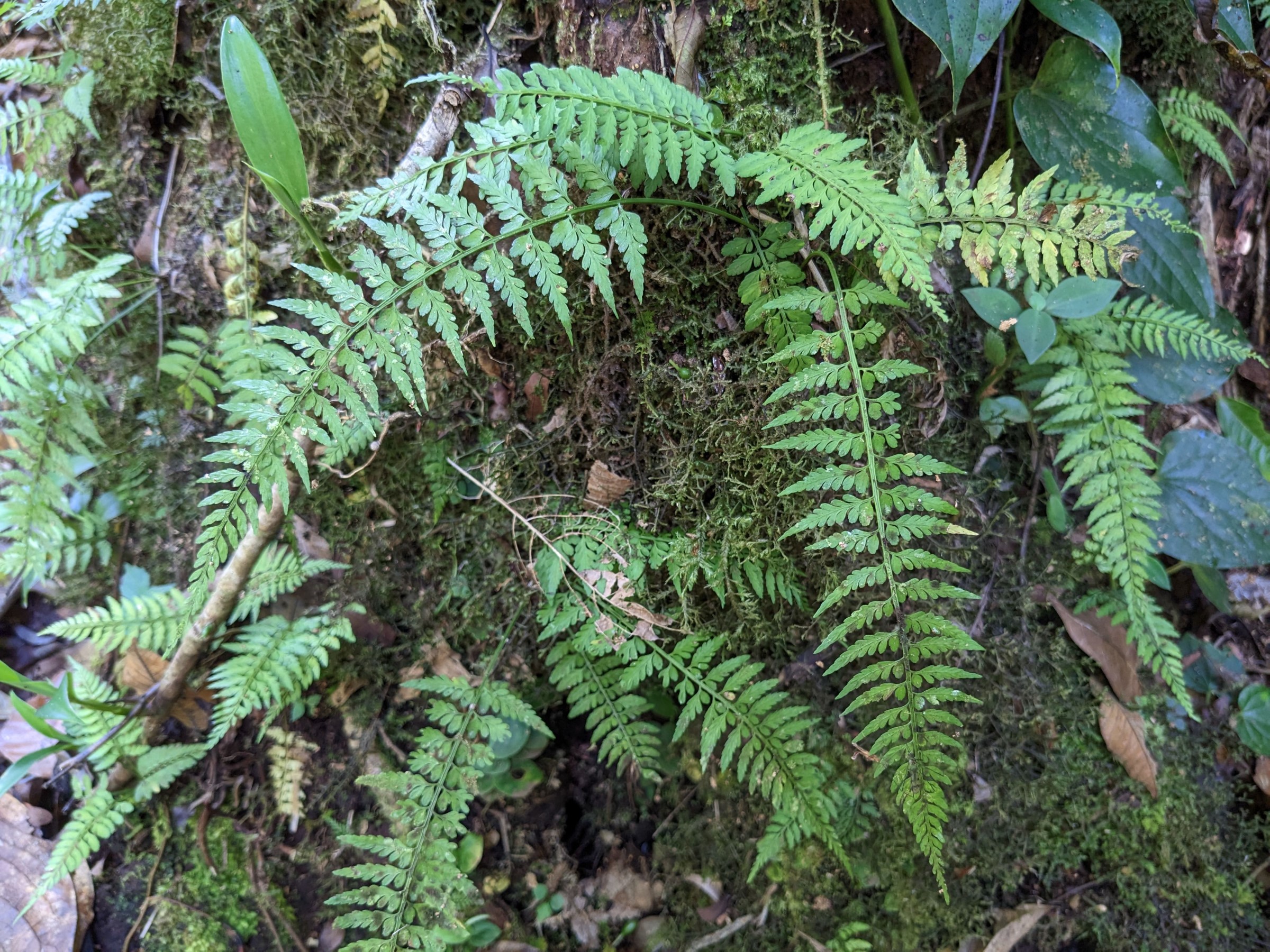 Asplenium cuspidatum | Ferns and Lycophytes of the World