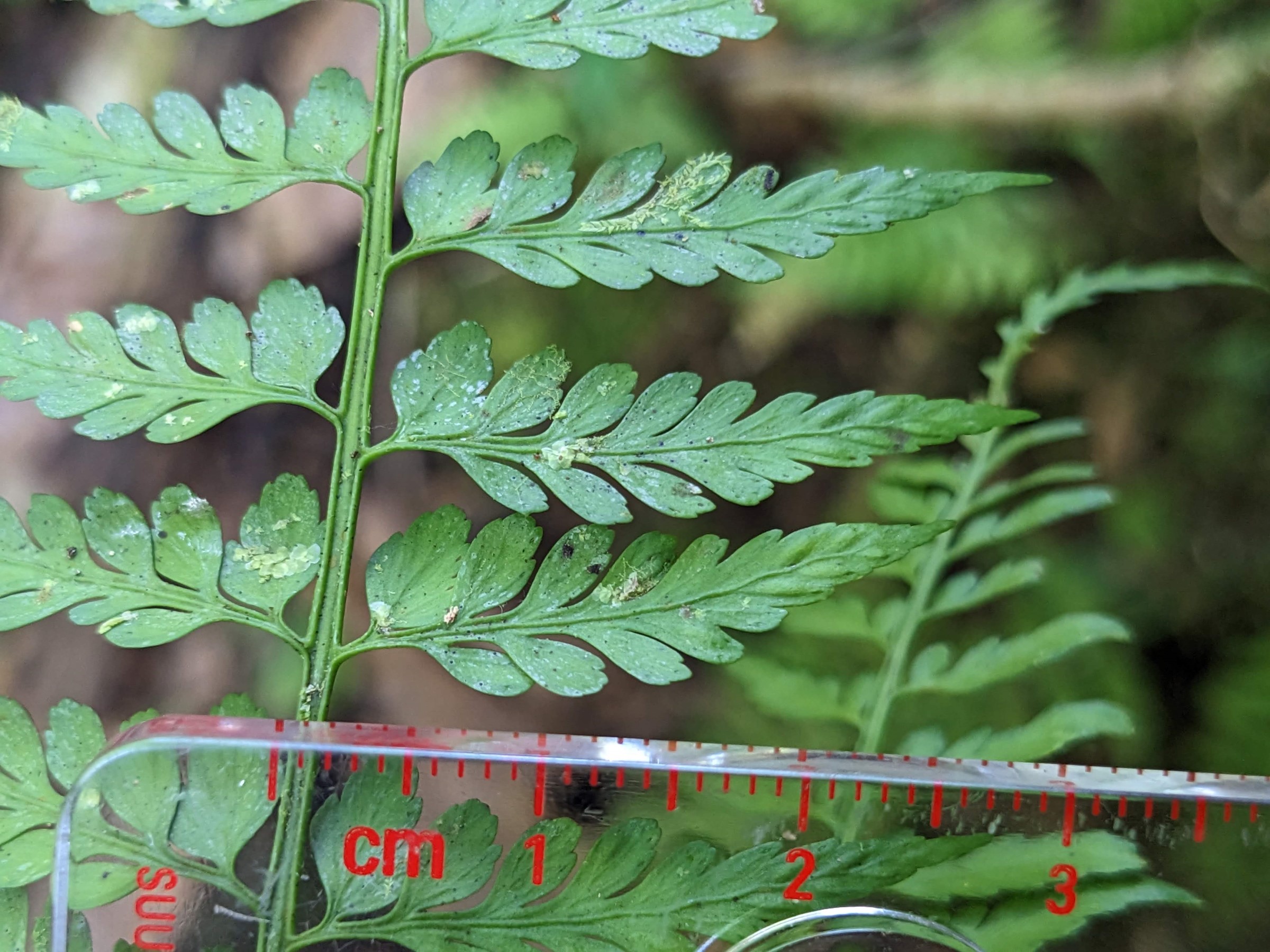 Asplenium cuspidatum | Ferns and Lycophytes of the World