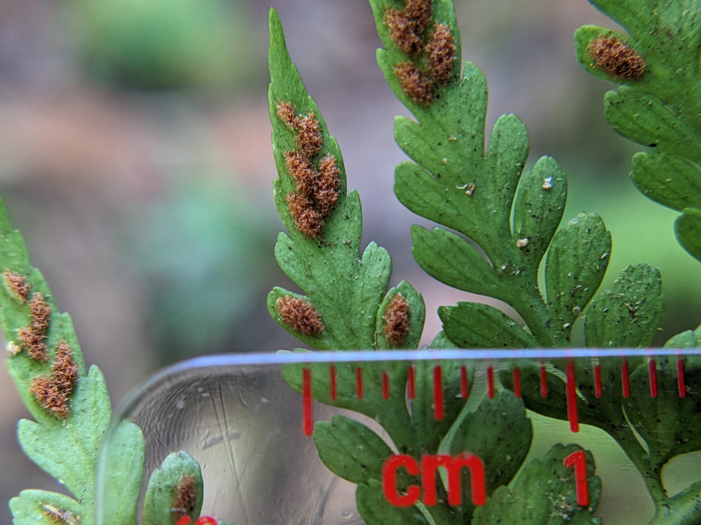 Asplenium cuspidatum | Ferns and Lycophytes of the World