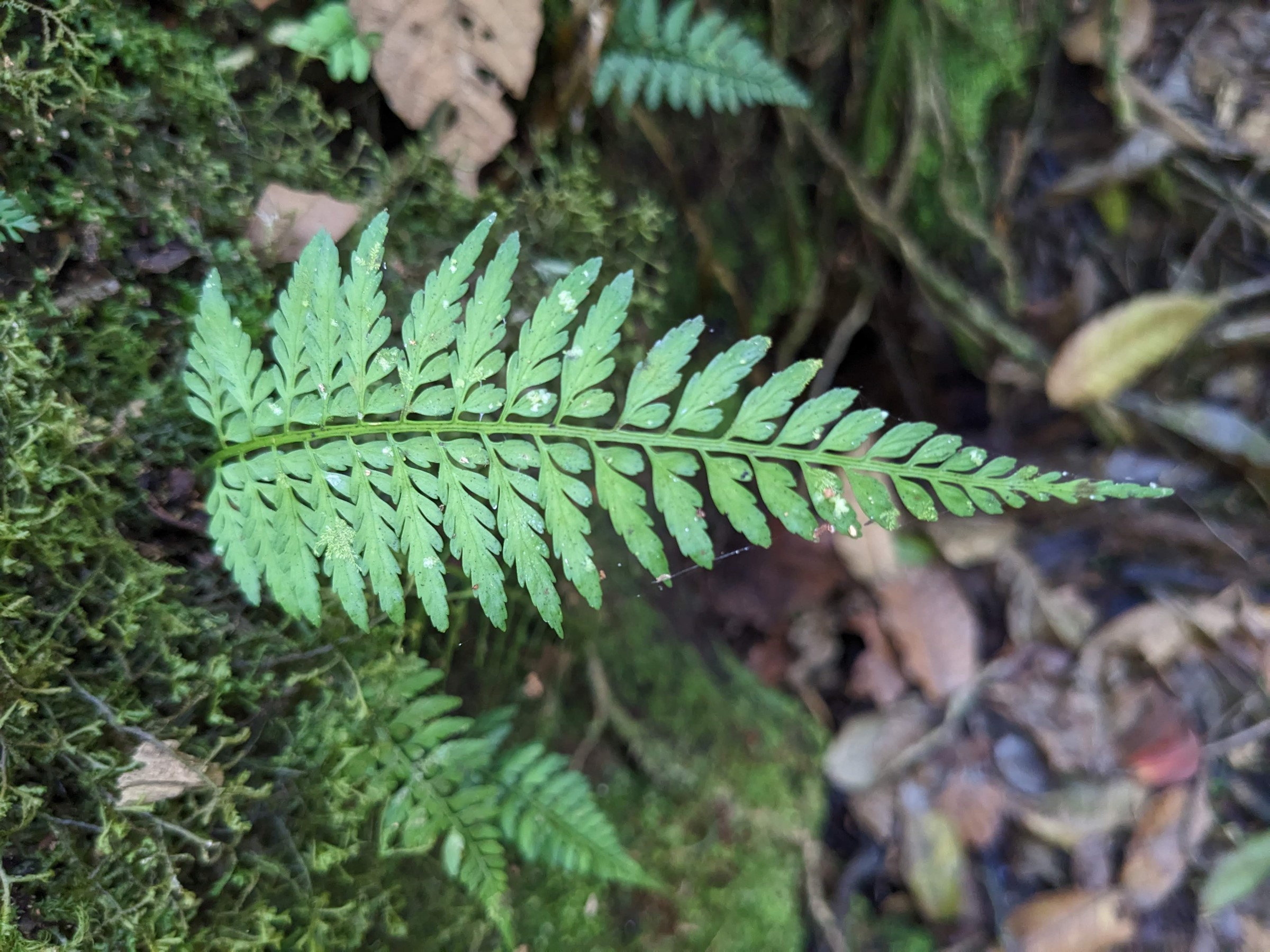 Asplenium cuspidatum | Ferns and Lycophytes of the World