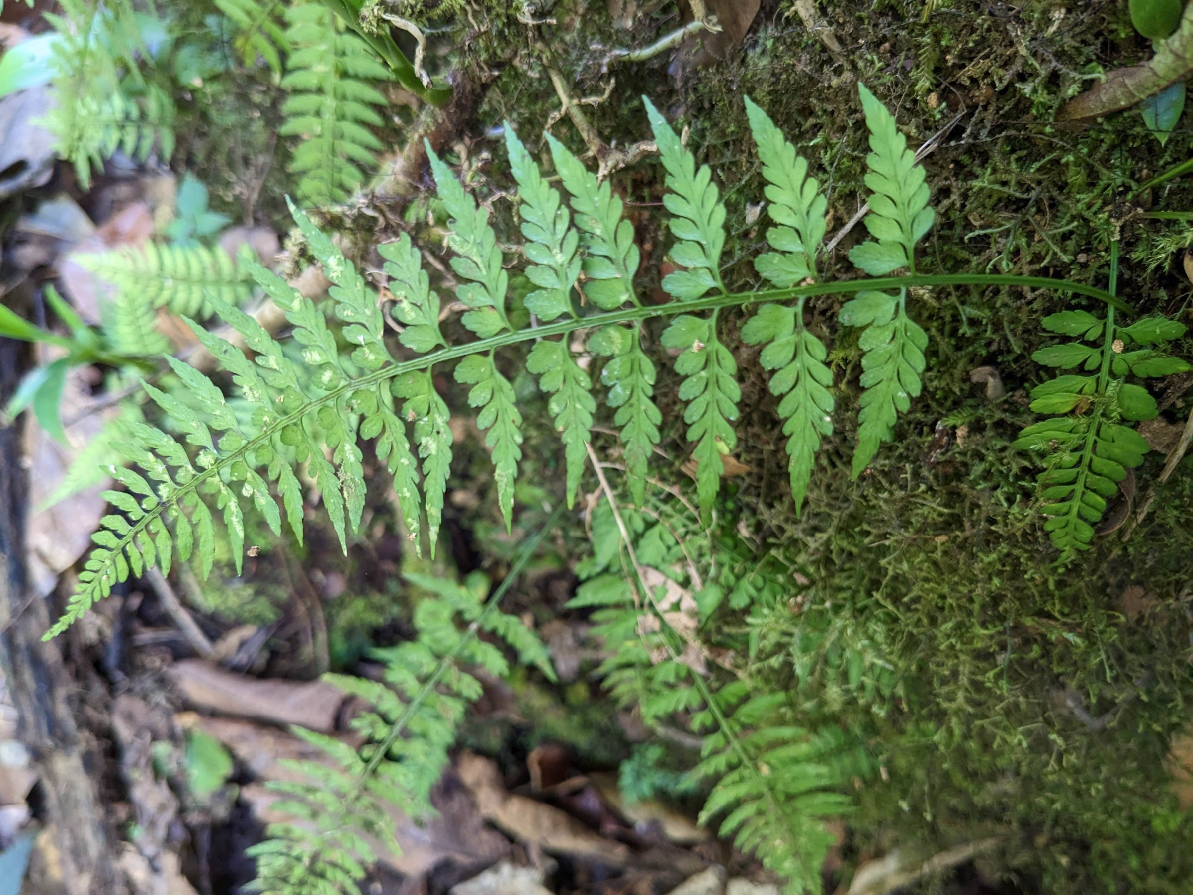 Asplenium cuspidatum | Ferns and Lycophytes of the World