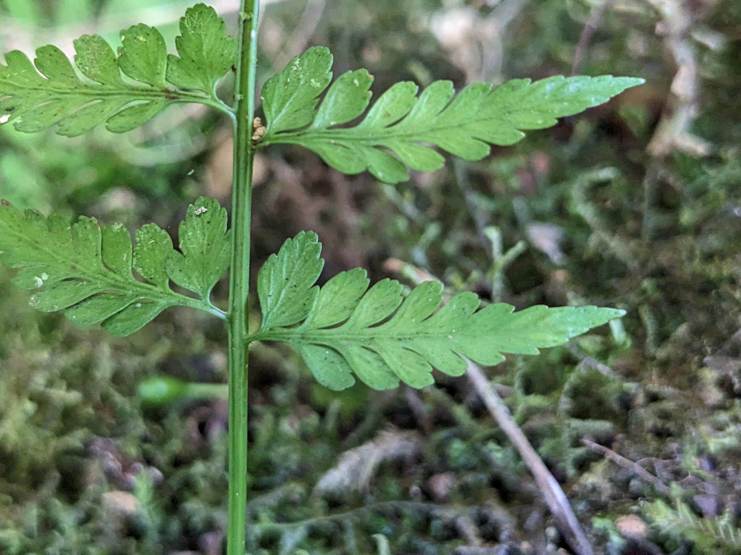 Asplenium cuspidatum | Ferns and Lycophytes of the World