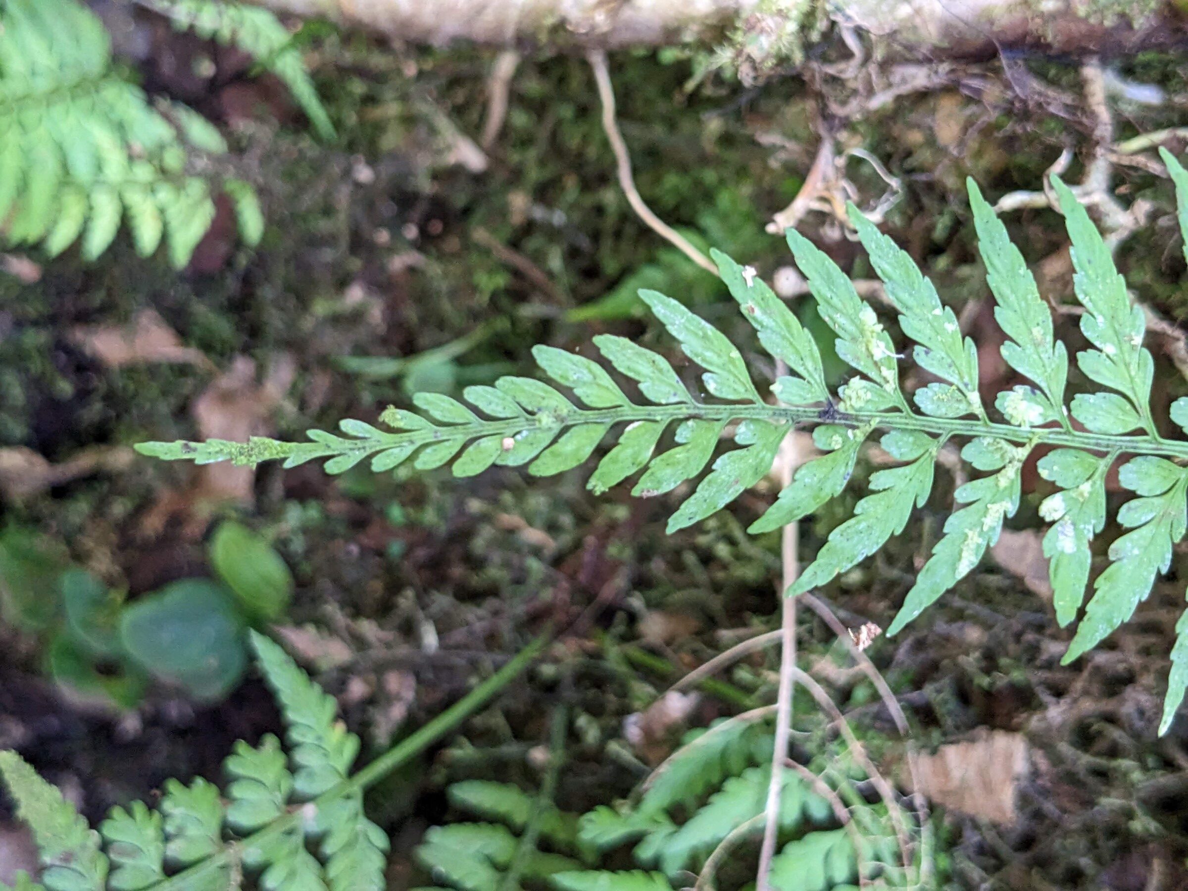 Asplenium cuspidatum | Ferns and Lycophytes of the World