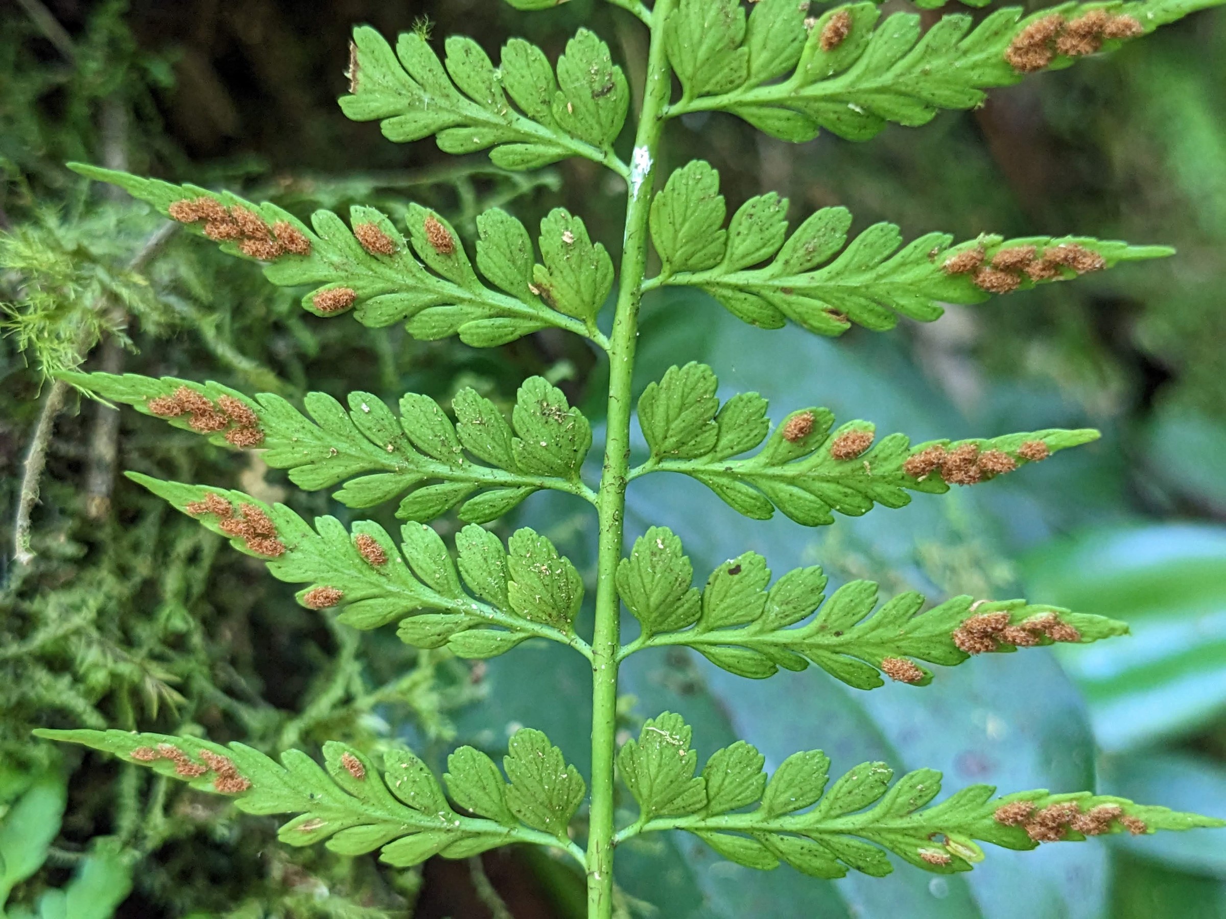 Asplenium cuspidatum | Ferns and Lycophytes of the World