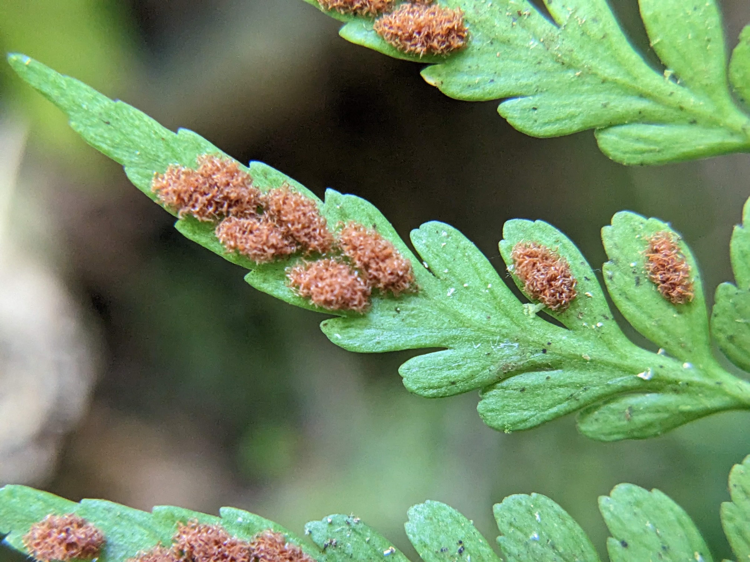 Asplenium cuspidatum | Ferns and Lycophytes of the World