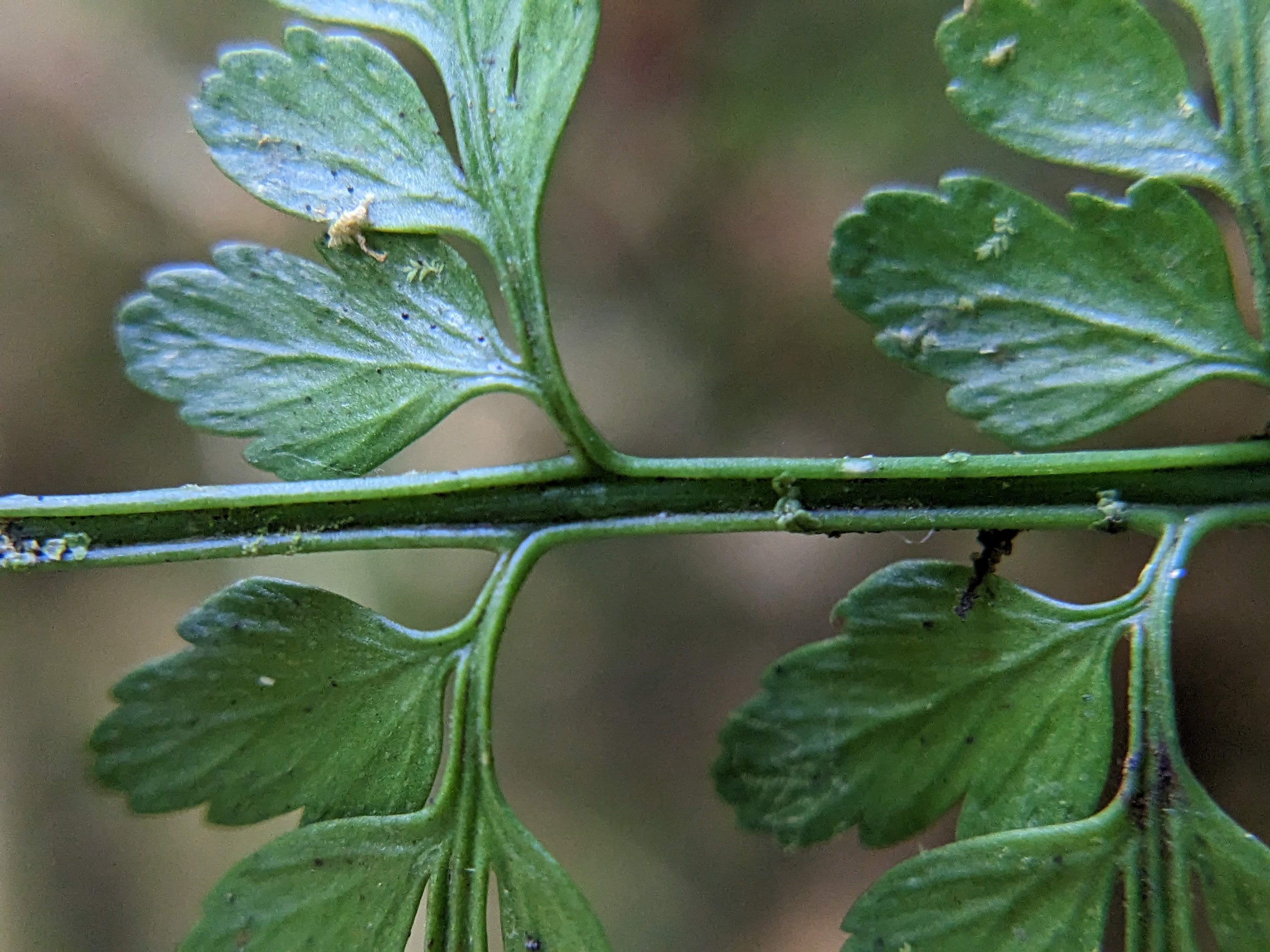 Asplenium cuspidatum | Ferns and Lycophytes of the World