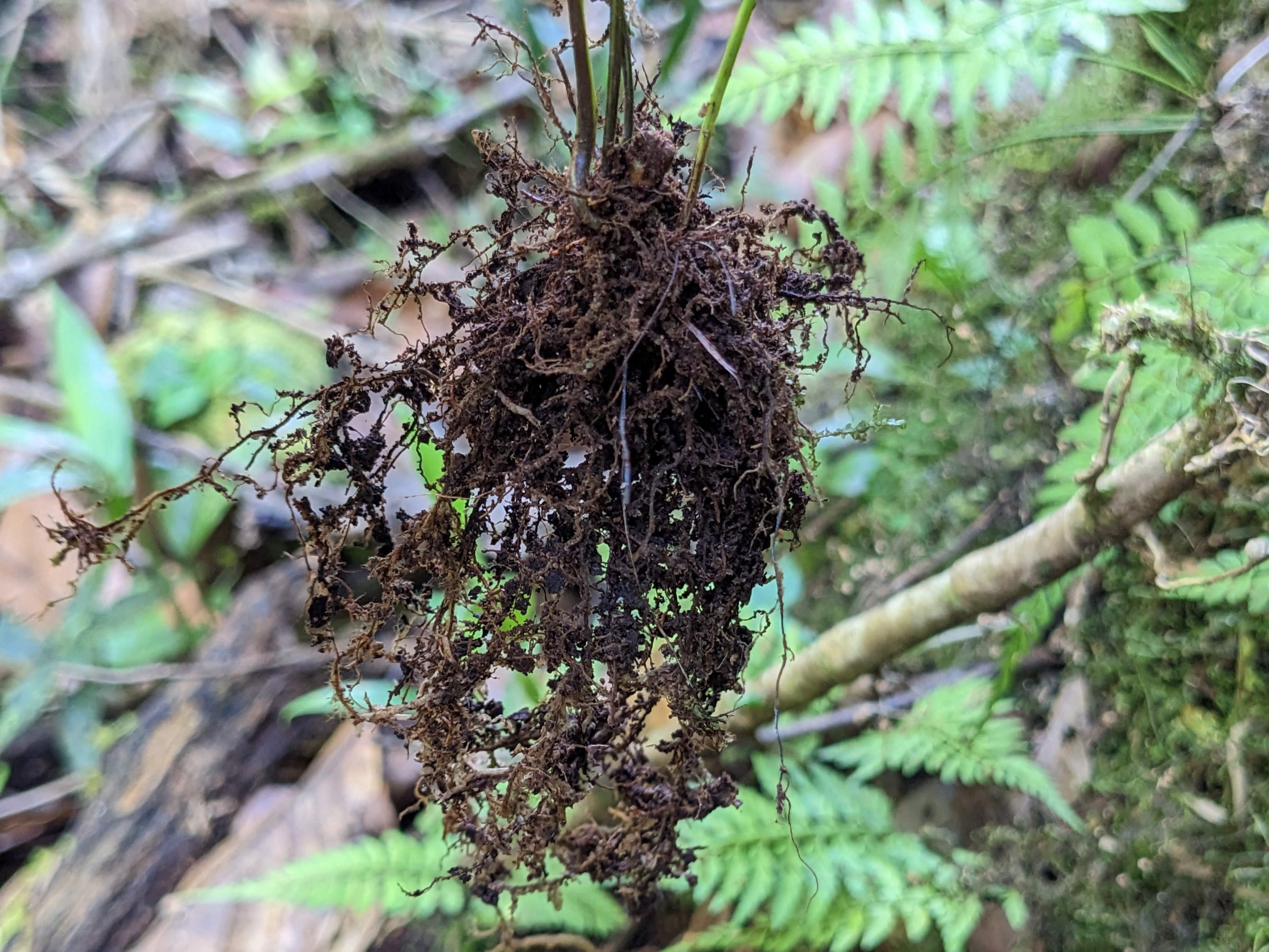 Asplenium cuspidatum | Ferns and Lycophytes of the World