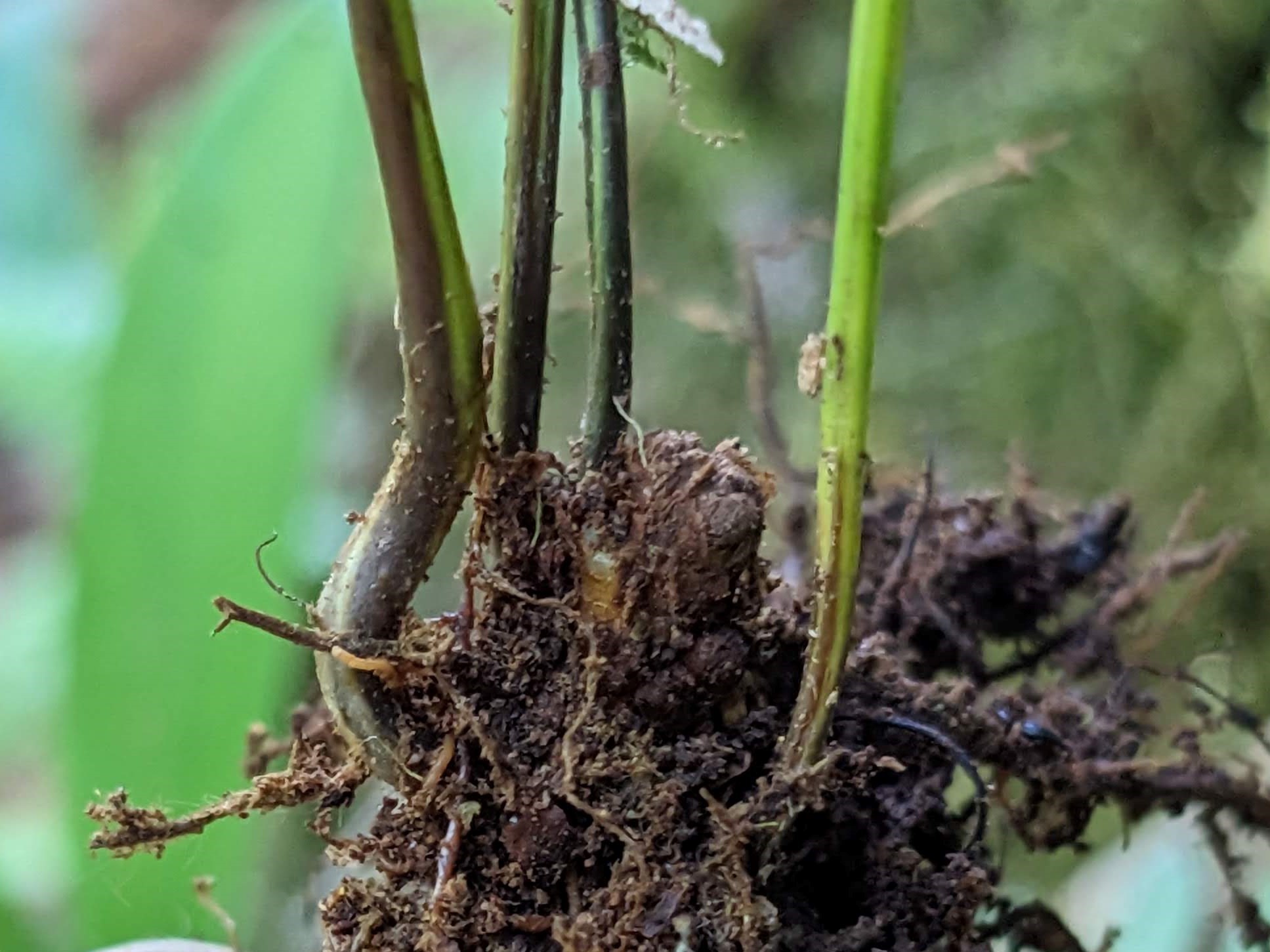 Asplenium cuspidatum | Ferns and Lycophytes of the World