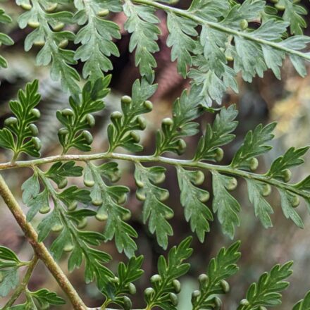 Culcita coniifolia | Ferns and Lycophytes of the World