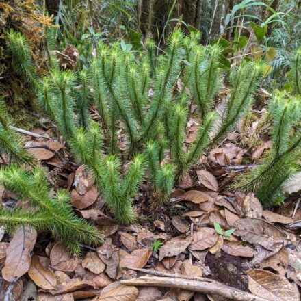 Phlegmariurus hippurideus | Ferns and Lycophytes of the World