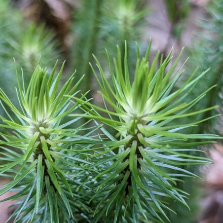 Phlegmariurus hippurideus | Ferns and Lycophytes of the World