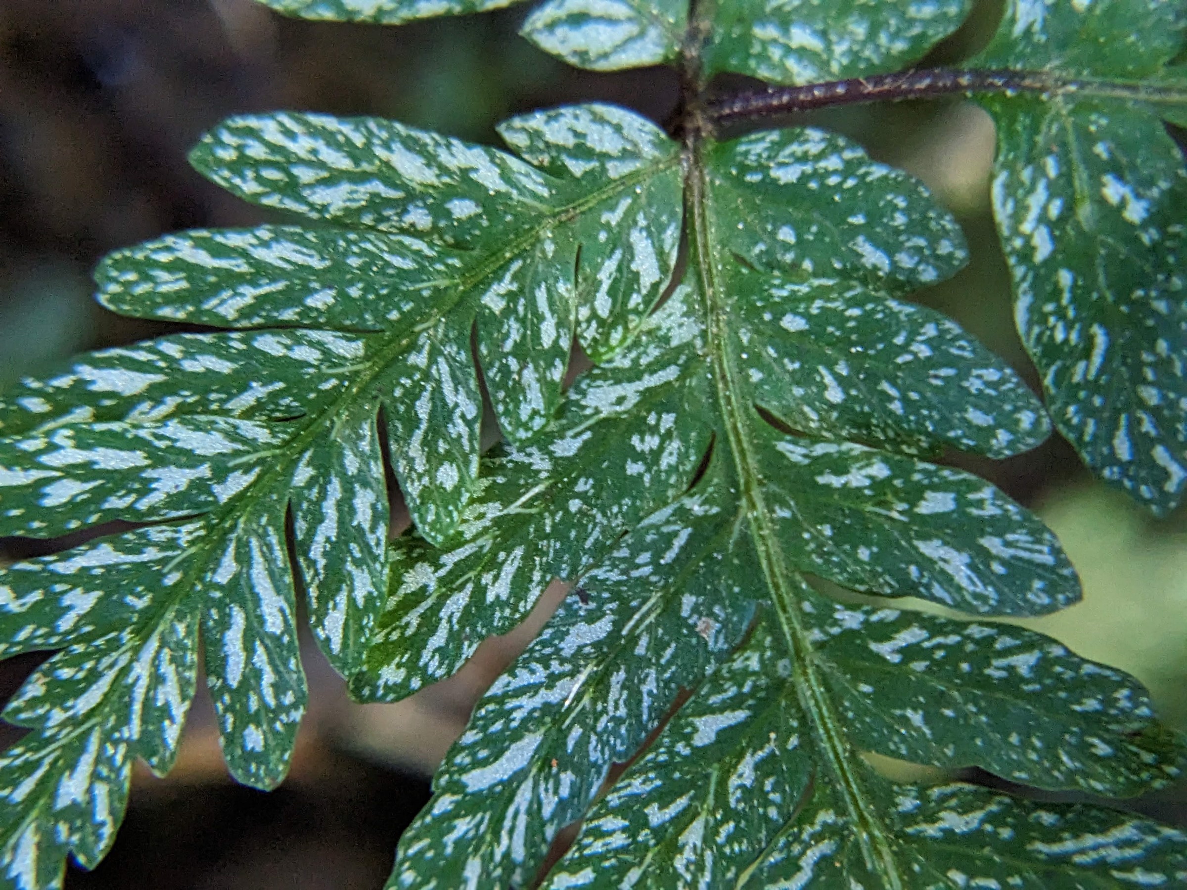 Pteris quadriaurita | Ferns and Lycophytes of the World