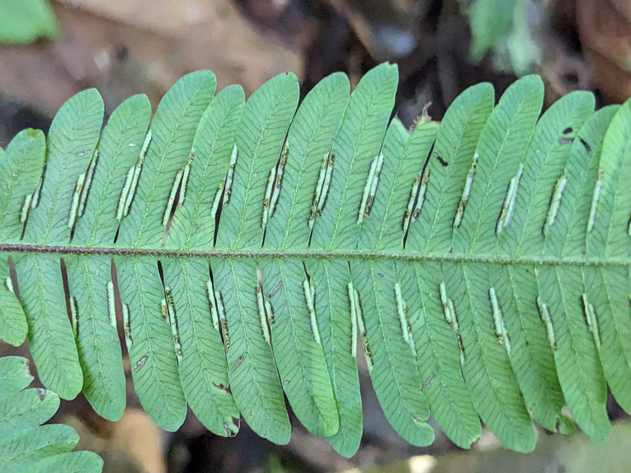 Pteris quadriaurita | Ferns and Lycophytes of the World
