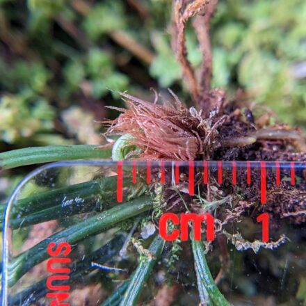 Vittaria graminifolia | Ferns and Lycophytes of the World