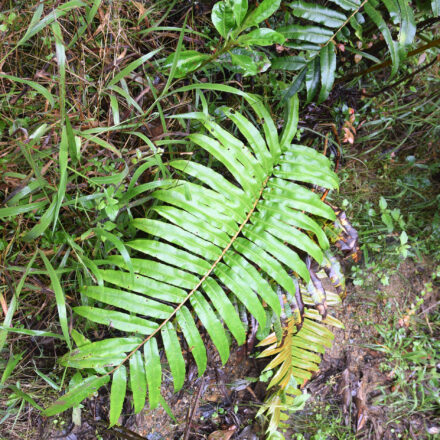 Parablechnum lechleri | Ferns and Lycophytes of the World