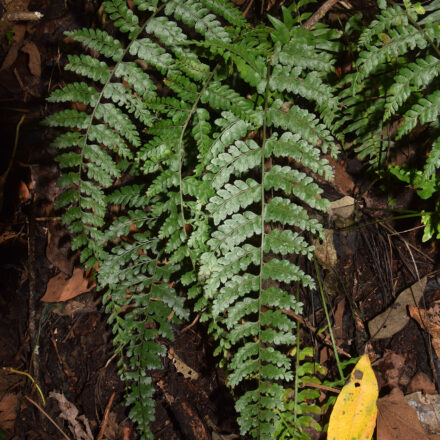Asplenium flabellulatum | Ferns and Lycophytes of the World