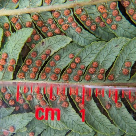 Sphaeropteris cooperi | Ferns and Lycophytes of the World