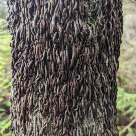 Sphaeropteris cooperi | Ferns and Lycophytes of the World