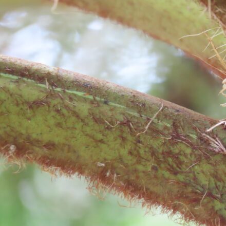 Sphaeropteris cooperi | Ferns and Lycophytes of the World