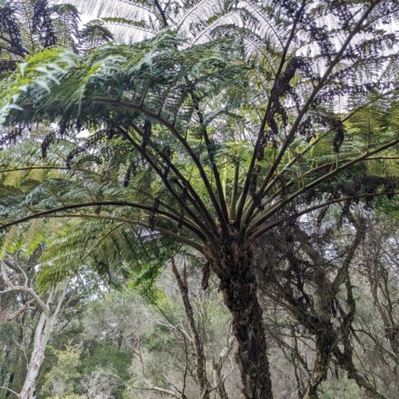 Sphaeropteris cooperi | Ferns and Lycophytes of the World