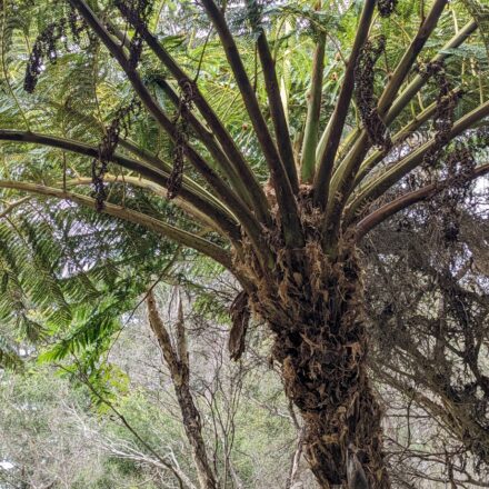 Sphaeropteris cooperi | Ferns and Lycophytes of the World