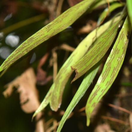 Antrophyum sessilifolium | Ferns and Lycophytes of the World