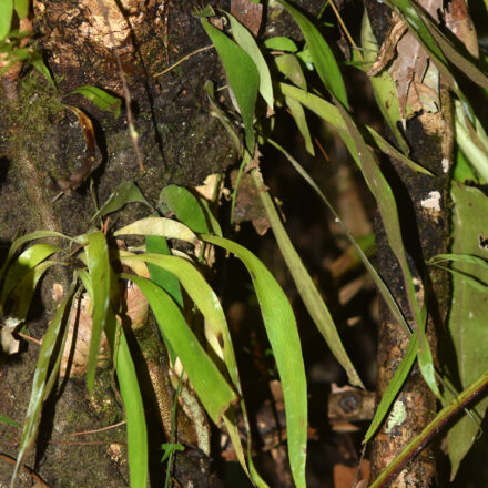 Antrophyum sessilifolium | Ferns and Lycophytes of the World